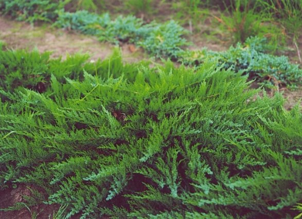 Можжевельник обыкновенный 'Prostrata'