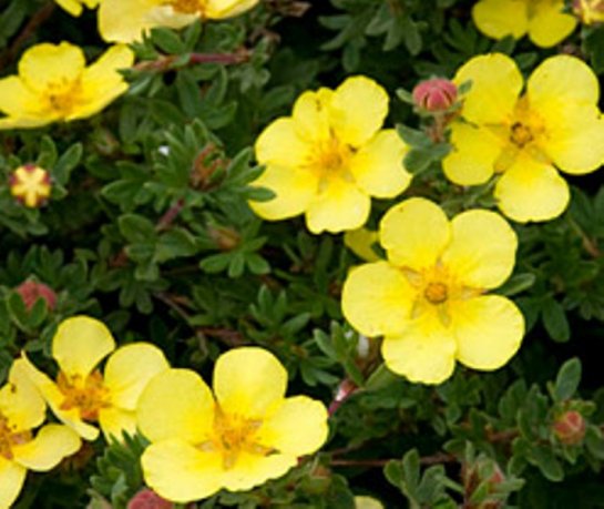 Потентилла кустарниковая «Elizabeth» (Potentilla fruticosa «Elizabeth ...