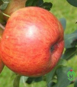 Яблоня «Пирья » (Malus «Pirja»). Компания «Мика»